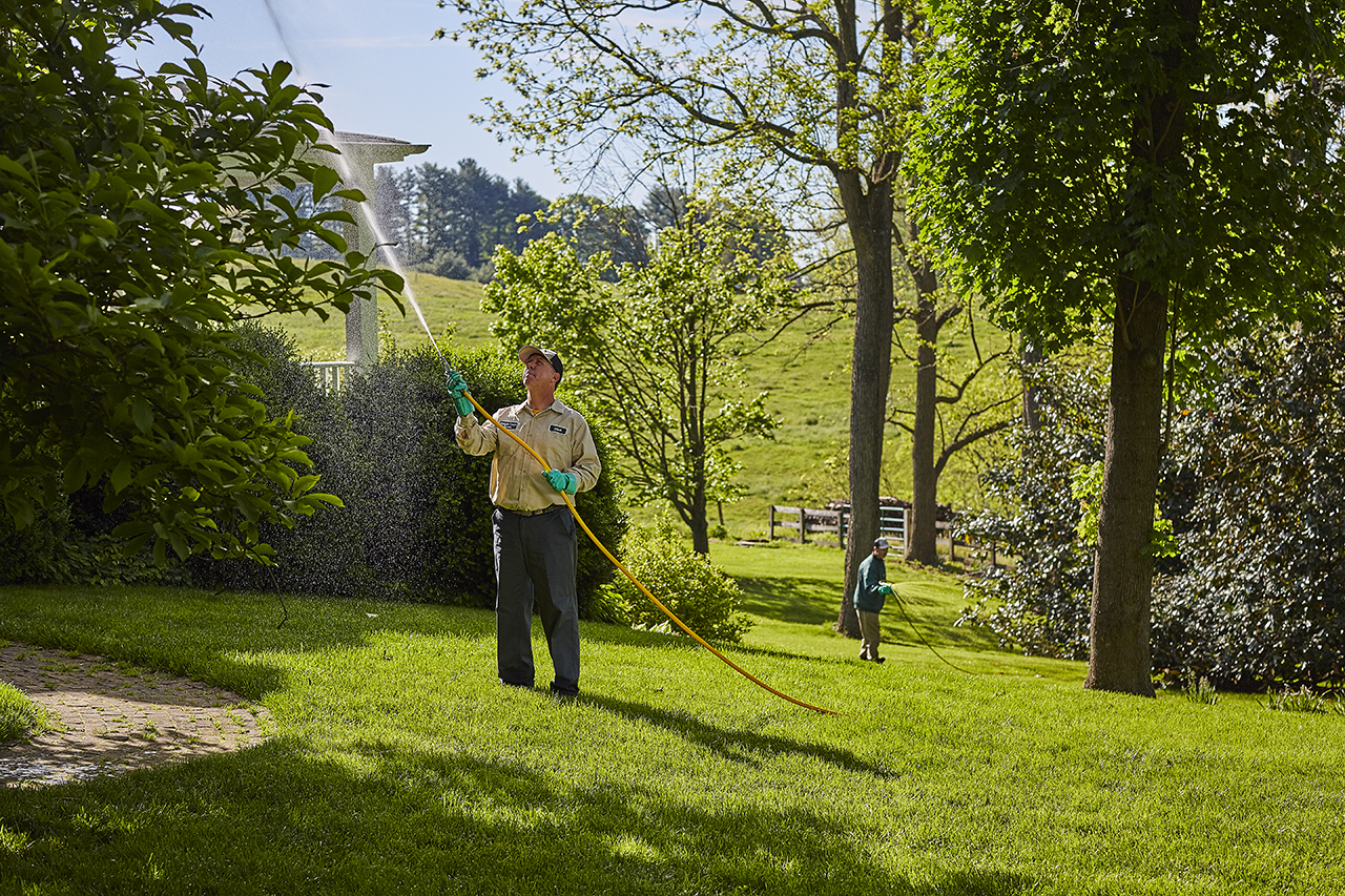 Tree and Shrub Care | HillSide Lawn Service