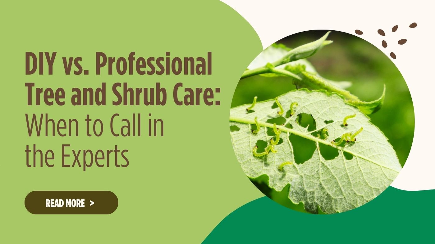 DIY vs. Professional Tree and Shrub Care | HillSide Lawn Service