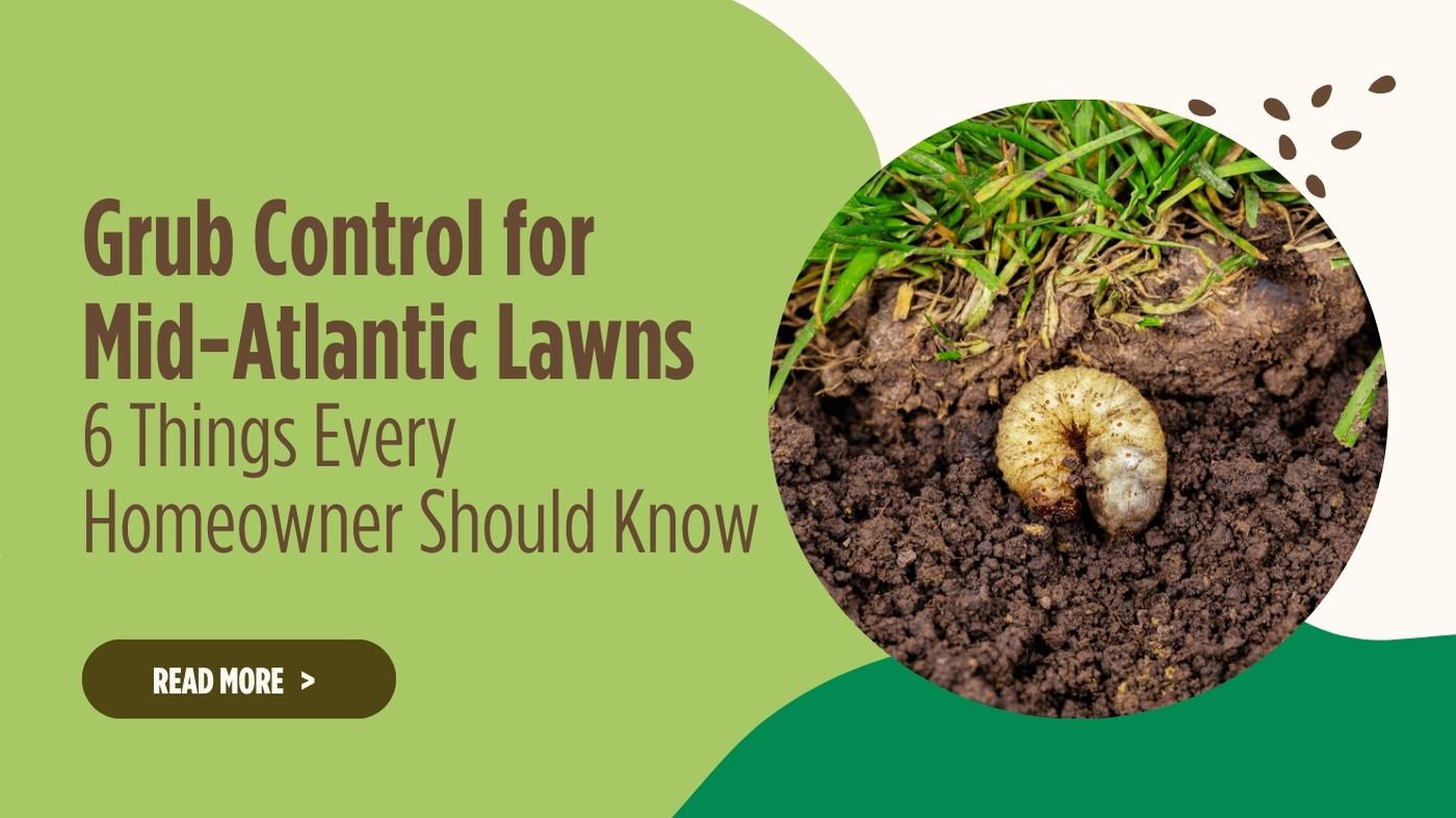 Grub Control for Mid-Atlantic Lawns | HillSide Lawn Service