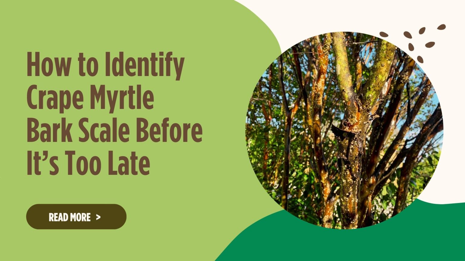 How to Identify Crape Myrtle Bark Scale Before It’s Too Late - HillSide Lawn Service