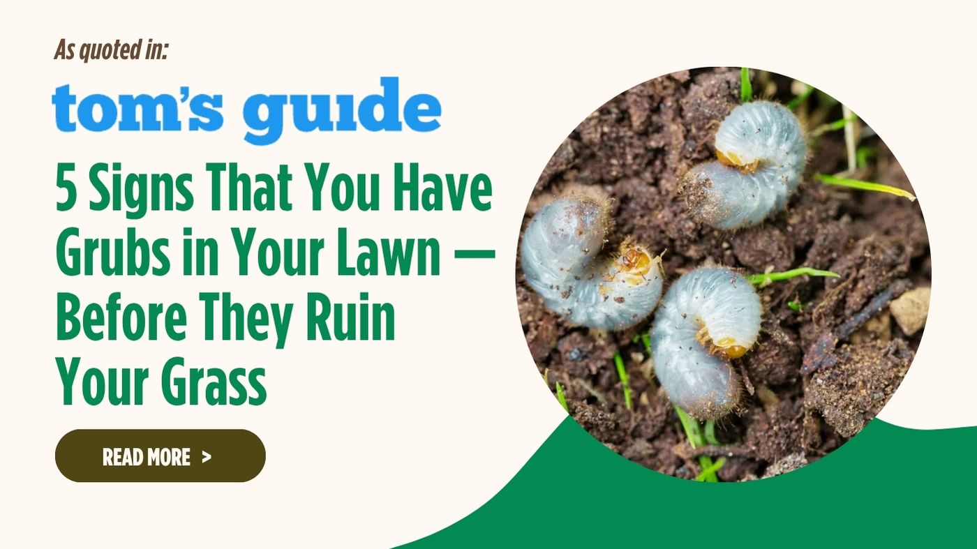 5 Signs That You Have Grubs in Your Lawn — Before They Ruin Your Grass - HillSide Lawn Service