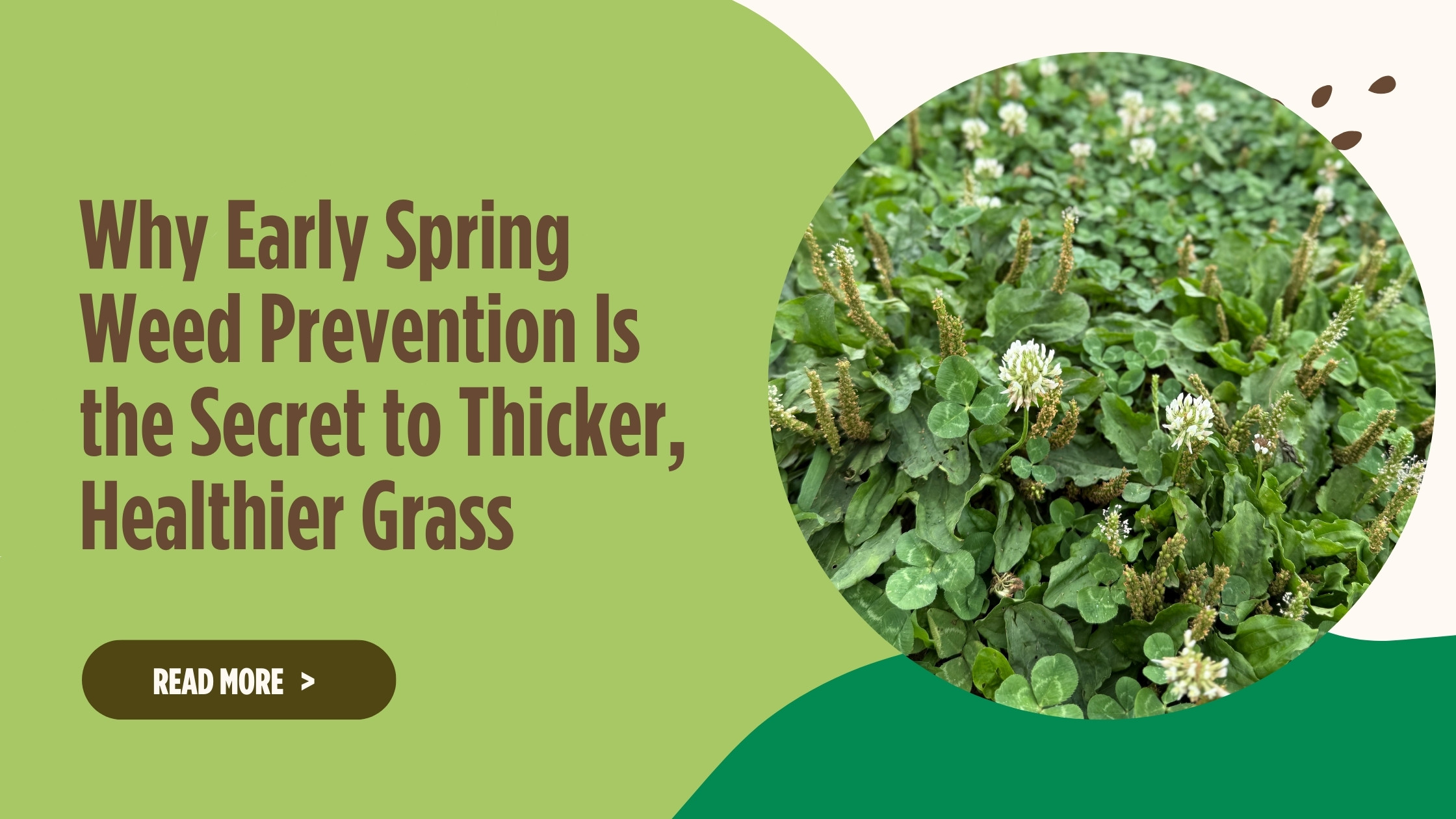 Early Spring Weed Prevention Is the Secret | HillSide Lawn Service